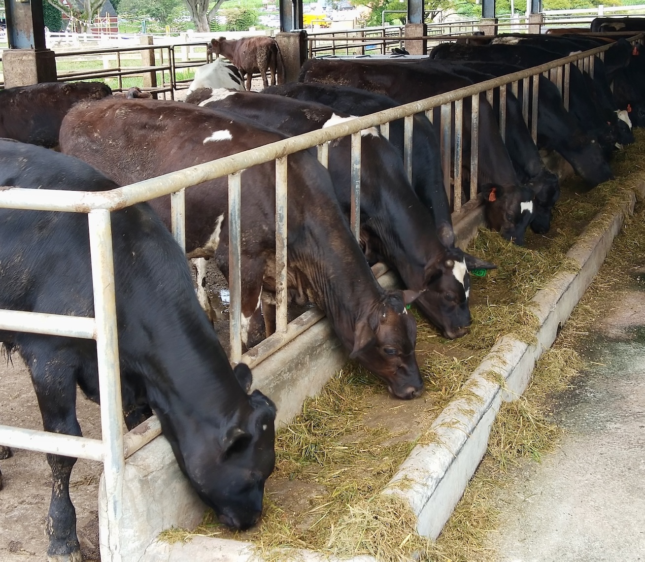 Farm Fresh UPM Review | Family's Farm Fresh KL Visit (2025)